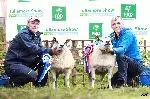 Sheep Section - Tullamore Show